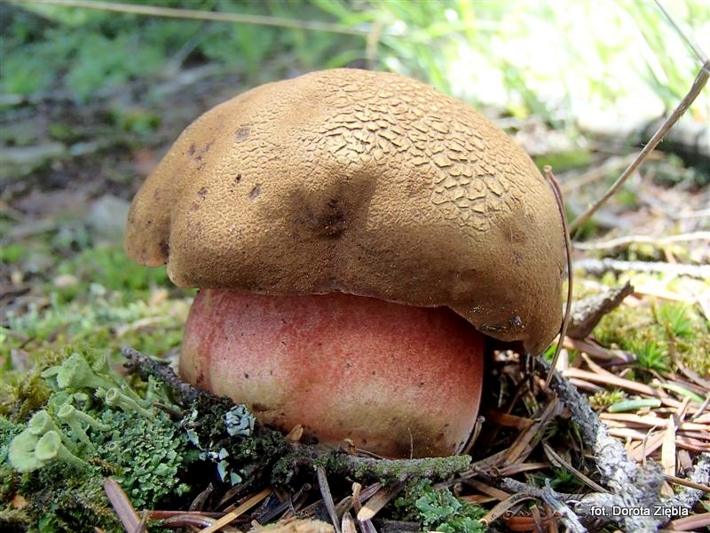 Grzyby gatunkami. Borowik ceglastopory, pociec, pociek, ceglaś ...