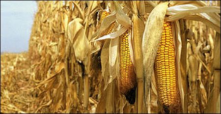 Legume şi fructe: Porumbul