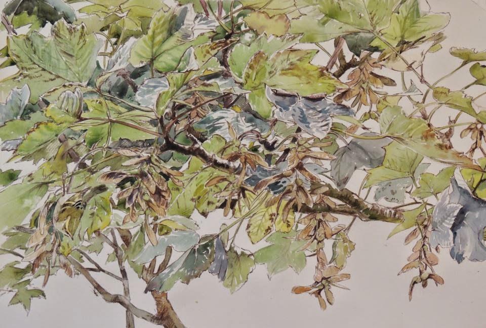Tim Wootton Wildlife Art
