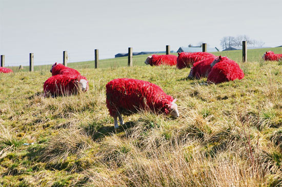 DeltaBluez Stockdogs: Red Sheep, Blue Sheep