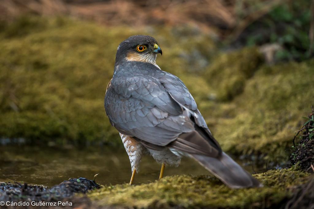 GAVILAN COMUN - Accipiter Nisus | Observatorio de la Naturaleza