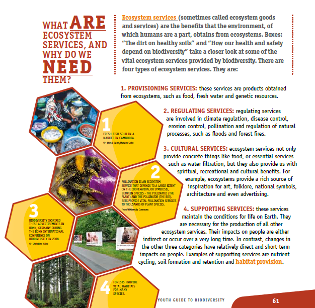 Beautiful Nature: What Are Ecosystem Services, And Why Do We Need Them?