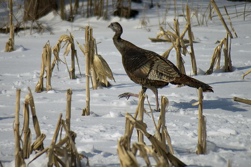 Wild Turkeys Facts And Pictures | All Wildlife Photographs