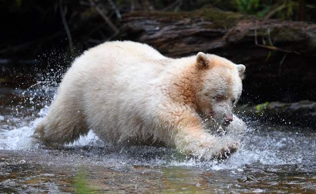 White Wolf : Rare spotting of white spirit bear caught on camera