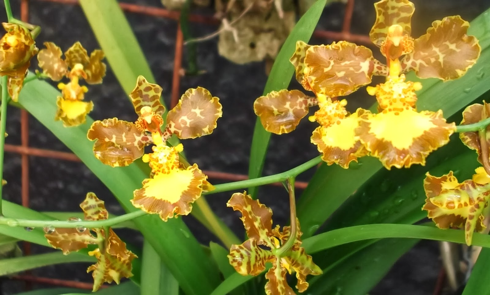 GALLERANI ORQUÍDEAS: Oncidium crispum