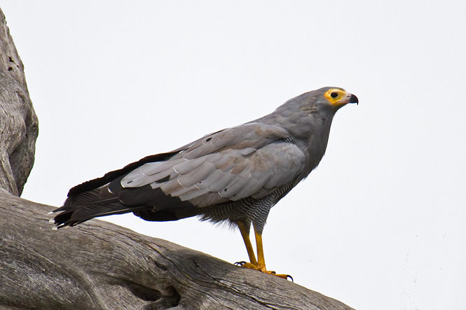 Botswana and Zambia: African Harrier Hawk