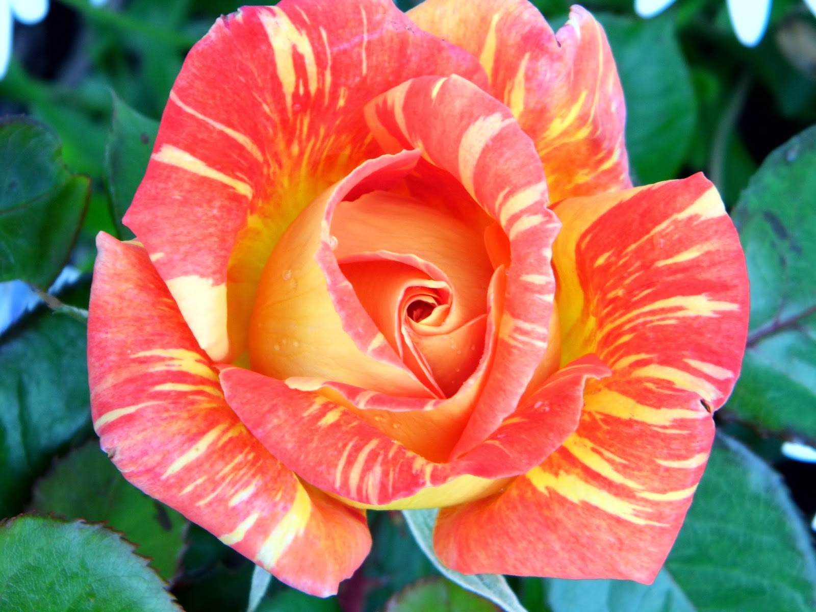 One Mother Hen: First roses of spring