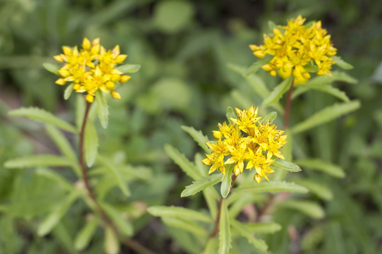 Matleenan perennapiha: Kivikkotarha