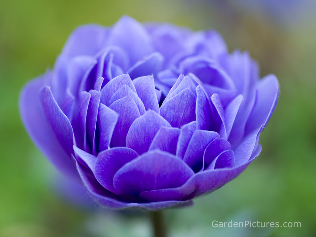 All photos gallery: Blue flower pictures, picture of blue flowers