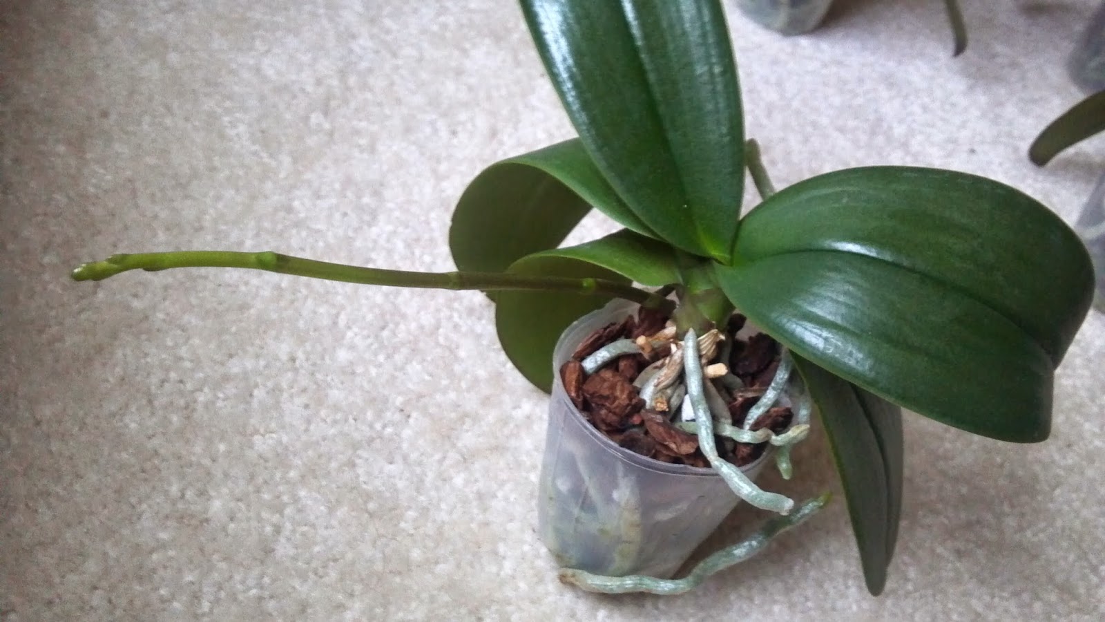 My Two Cents ORCHID UPDATES FLOWER SPIKES My Two Cents ORCHID UPDATES FLOWER SPIKES
