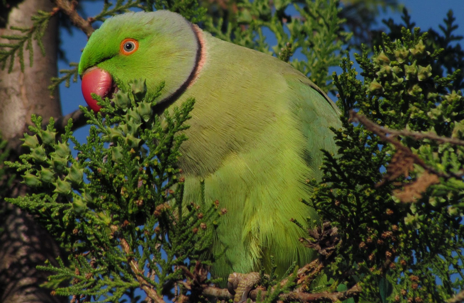 Birding Bros. Blog: Spanish Bird of the Week #9: Rose-ringed Parakeet