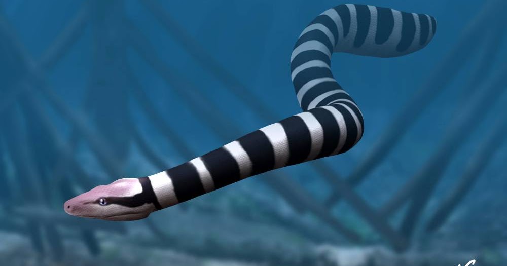 Spinops: Palaeophis maghrebianus