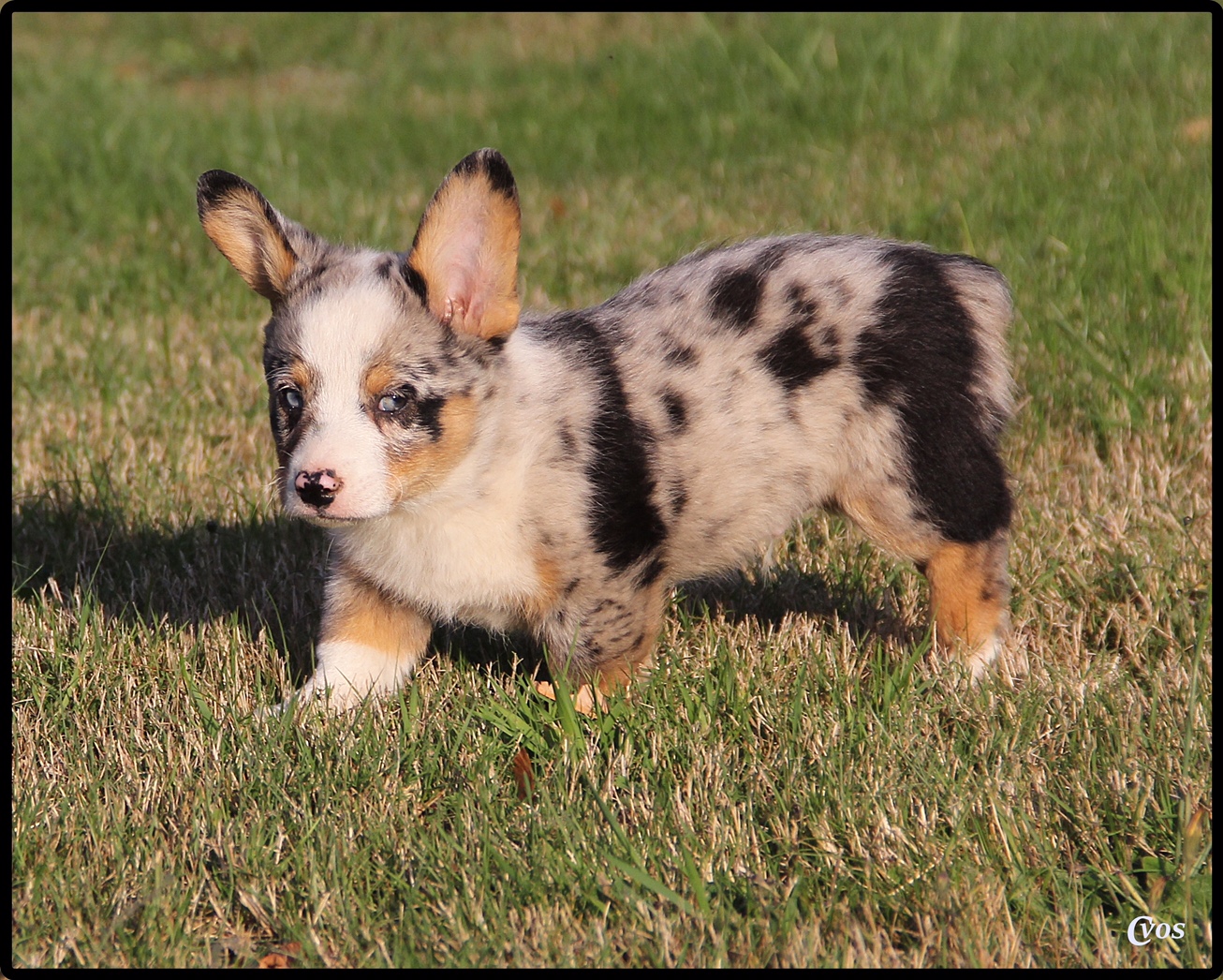 Cowboy Corgis: Available Puppies