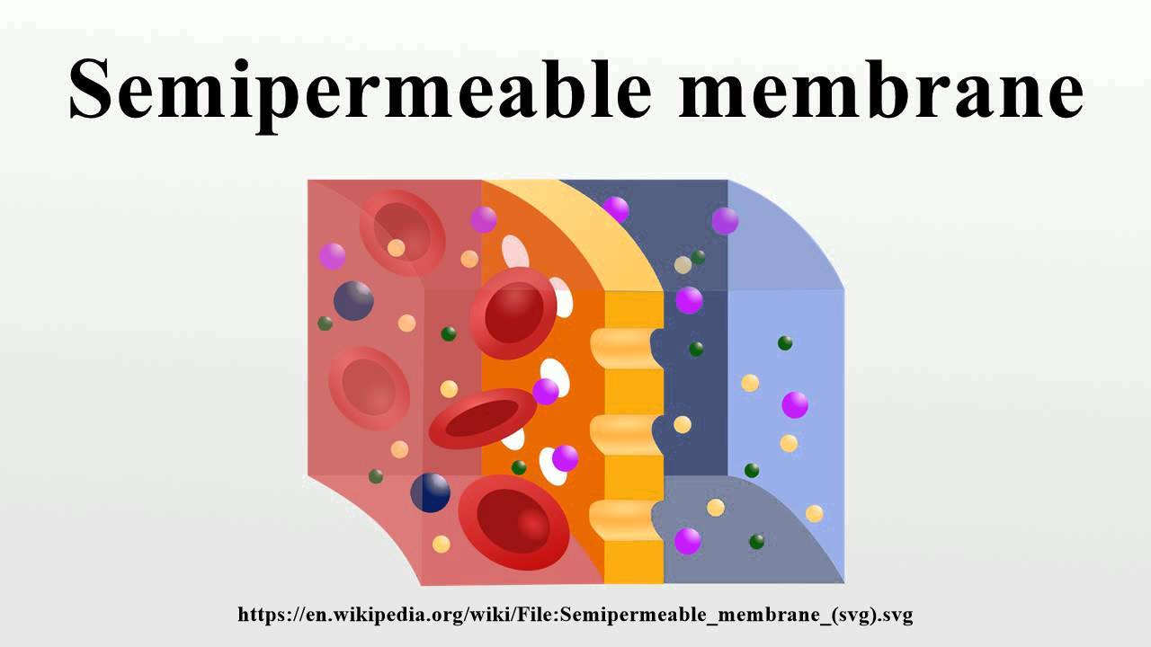 Semipermeable membrane