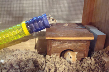 Bedtime Stories Cast Hamster Bugsy