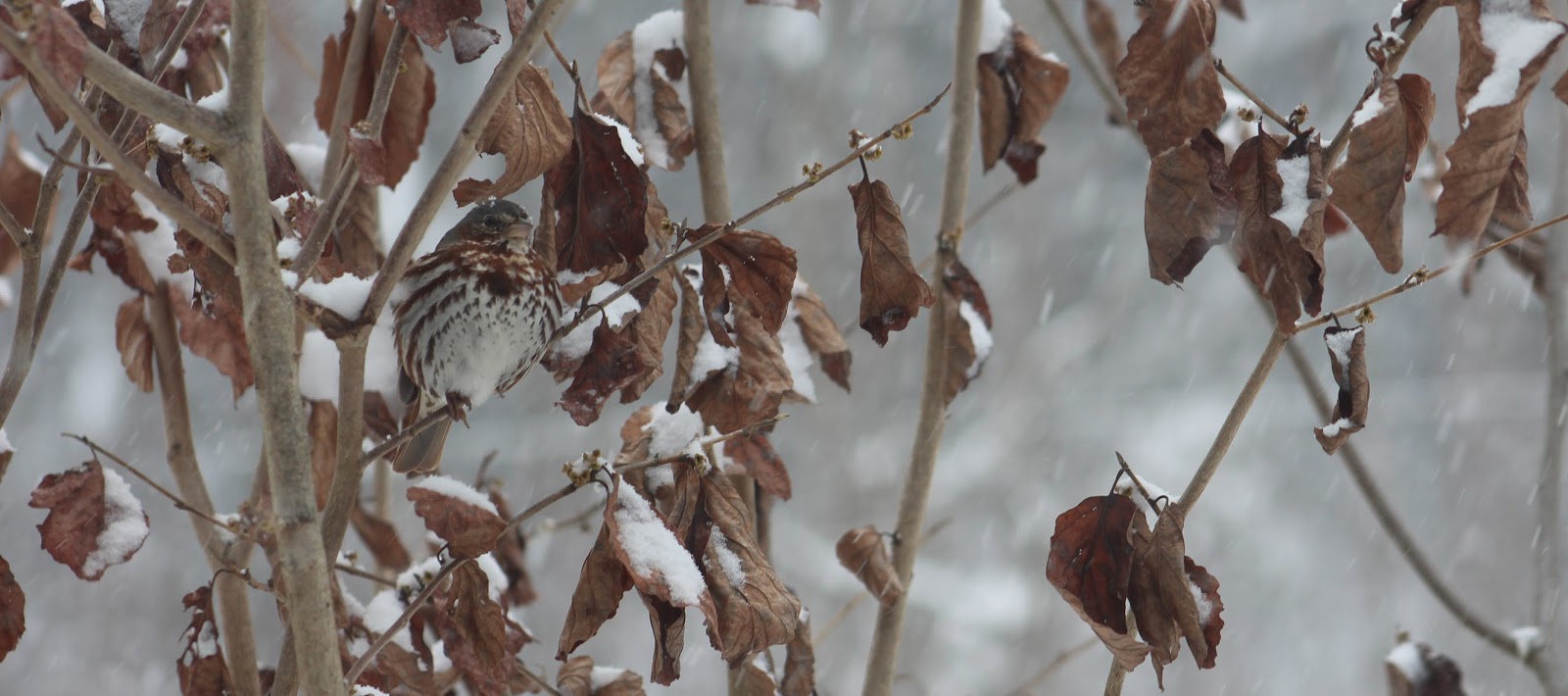 A Native Backyard: Winter Storm Stella: Birds in the Snow
