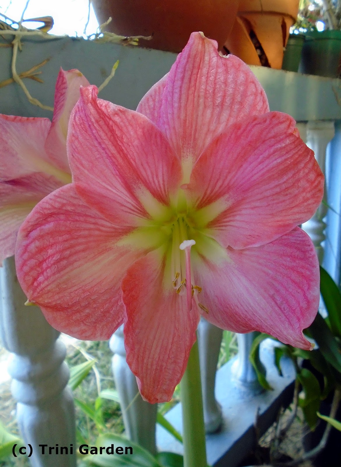 Trini Garden: Light Pink Amaryllis - May 2015