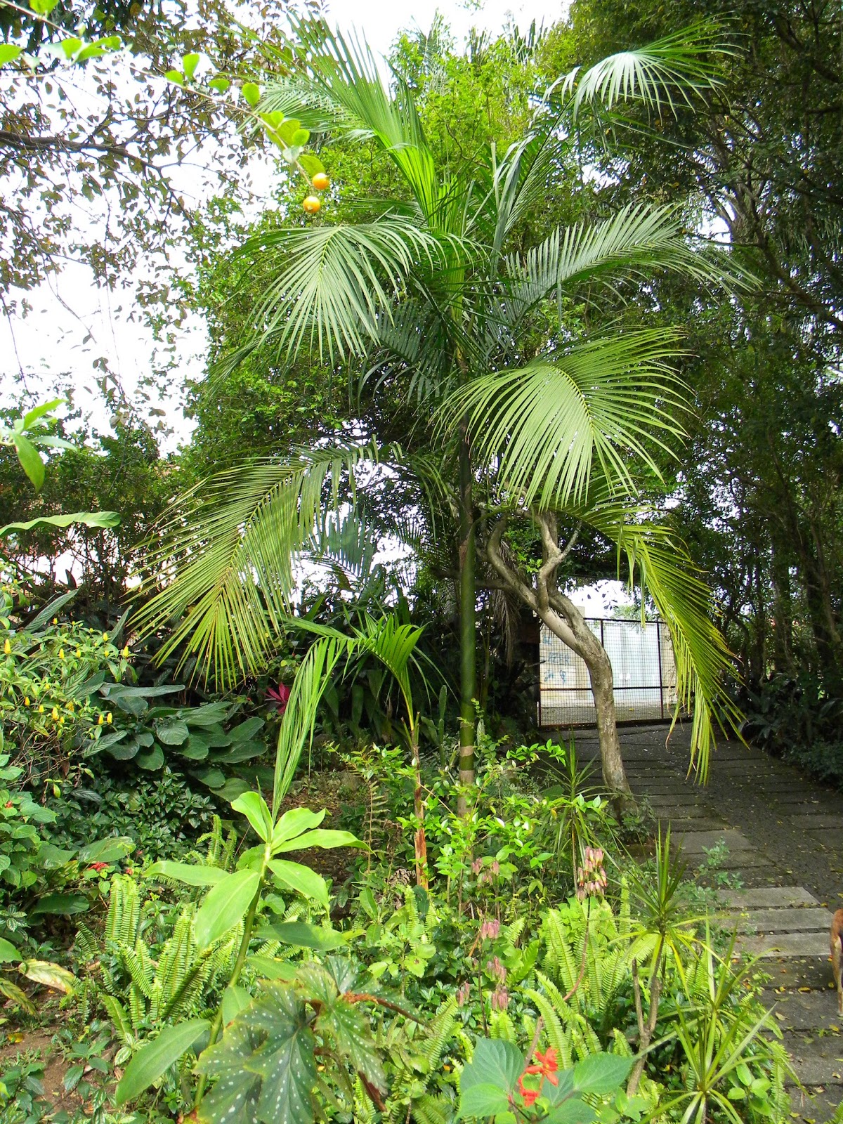 Quintal: retornando ao blog