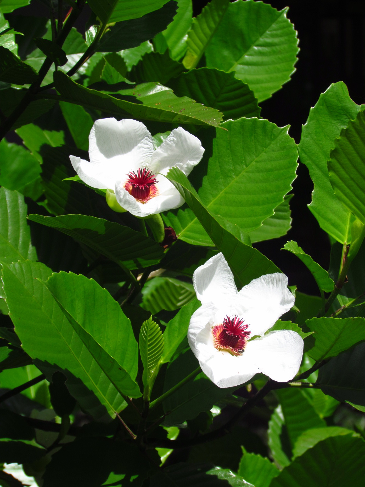 1784: Philippine Tree of the Month: Katmon