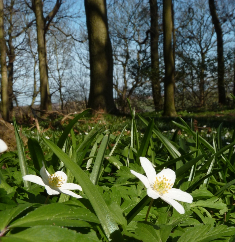 Durham University Biodiversity Survey: Spring Woodland Wildflowers