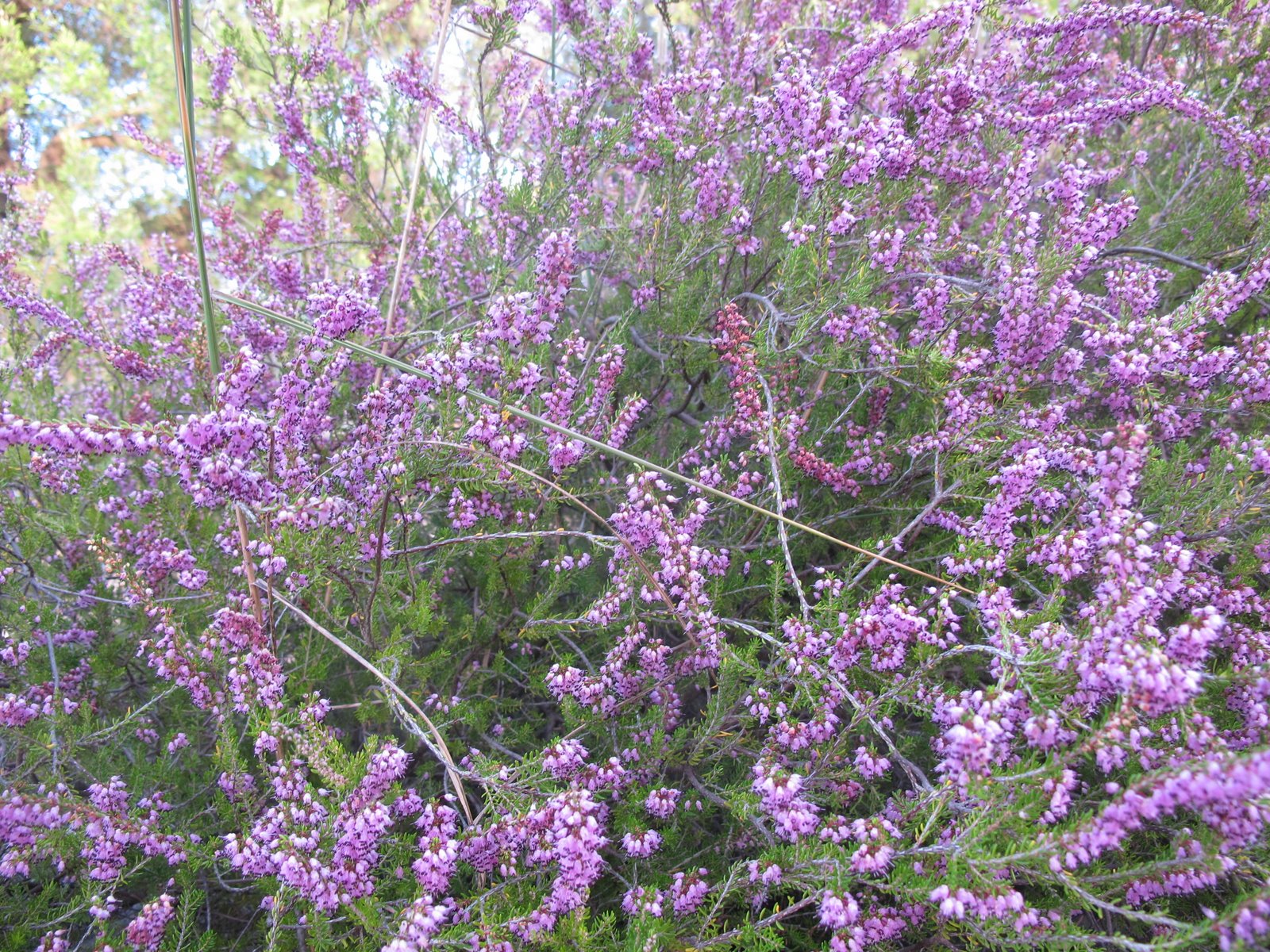 FLORA NEL SALENTO e.. anche altrove: Erica forskalii Vitm. = E ...