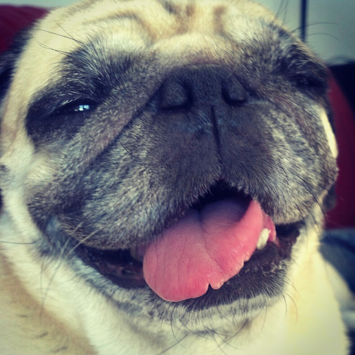 Lil Smug Pug: Internet Madness, Pug Photos, and New Harness - Yippee!