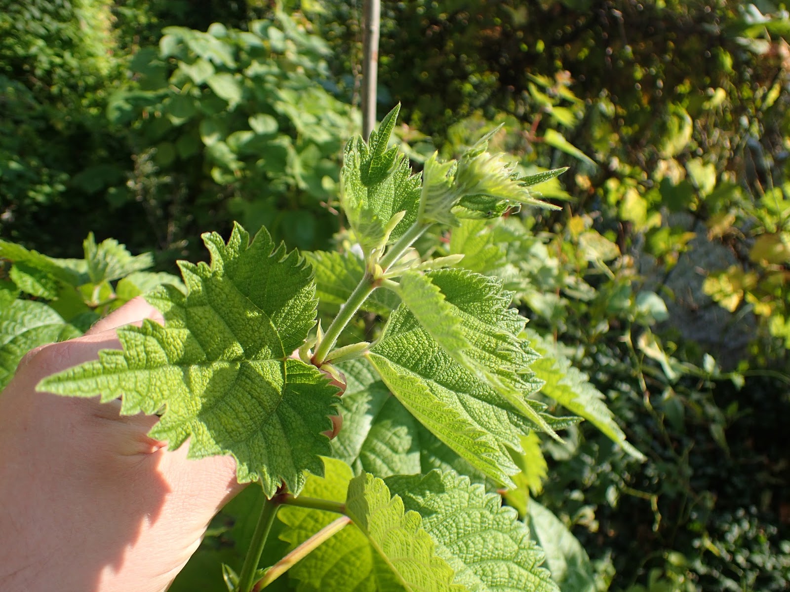 Scirpidiella's Plants: False Nettles - Ramie cousins (Boehmeria sp. div.)