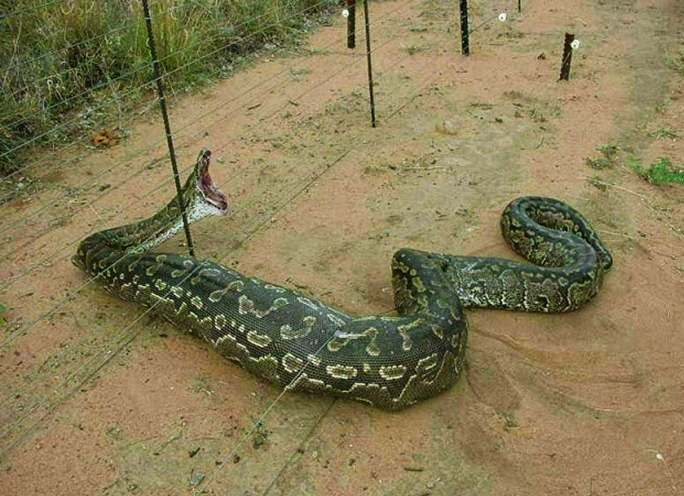 Mundo Tentacular: Criaturas Rastejantes - Seres repulsivos no ...