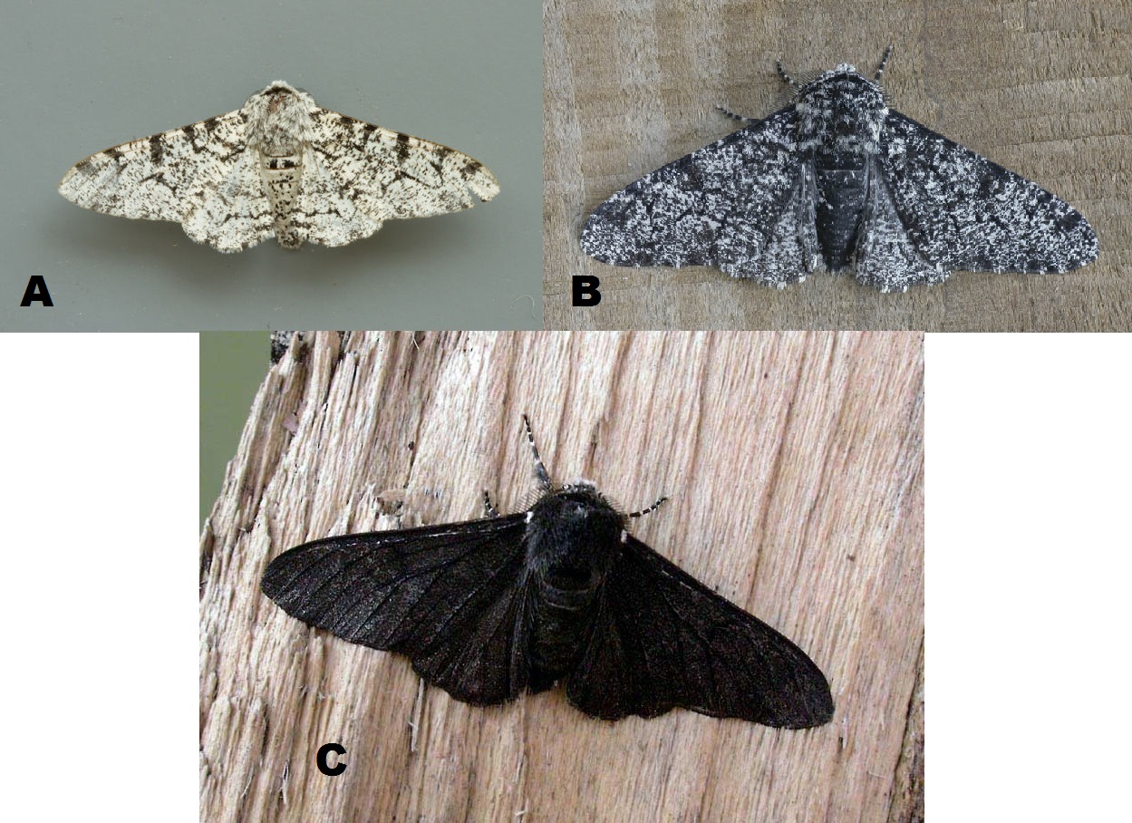 UNM Grad Ecology: Biston betularia color morphs (For paper 34)