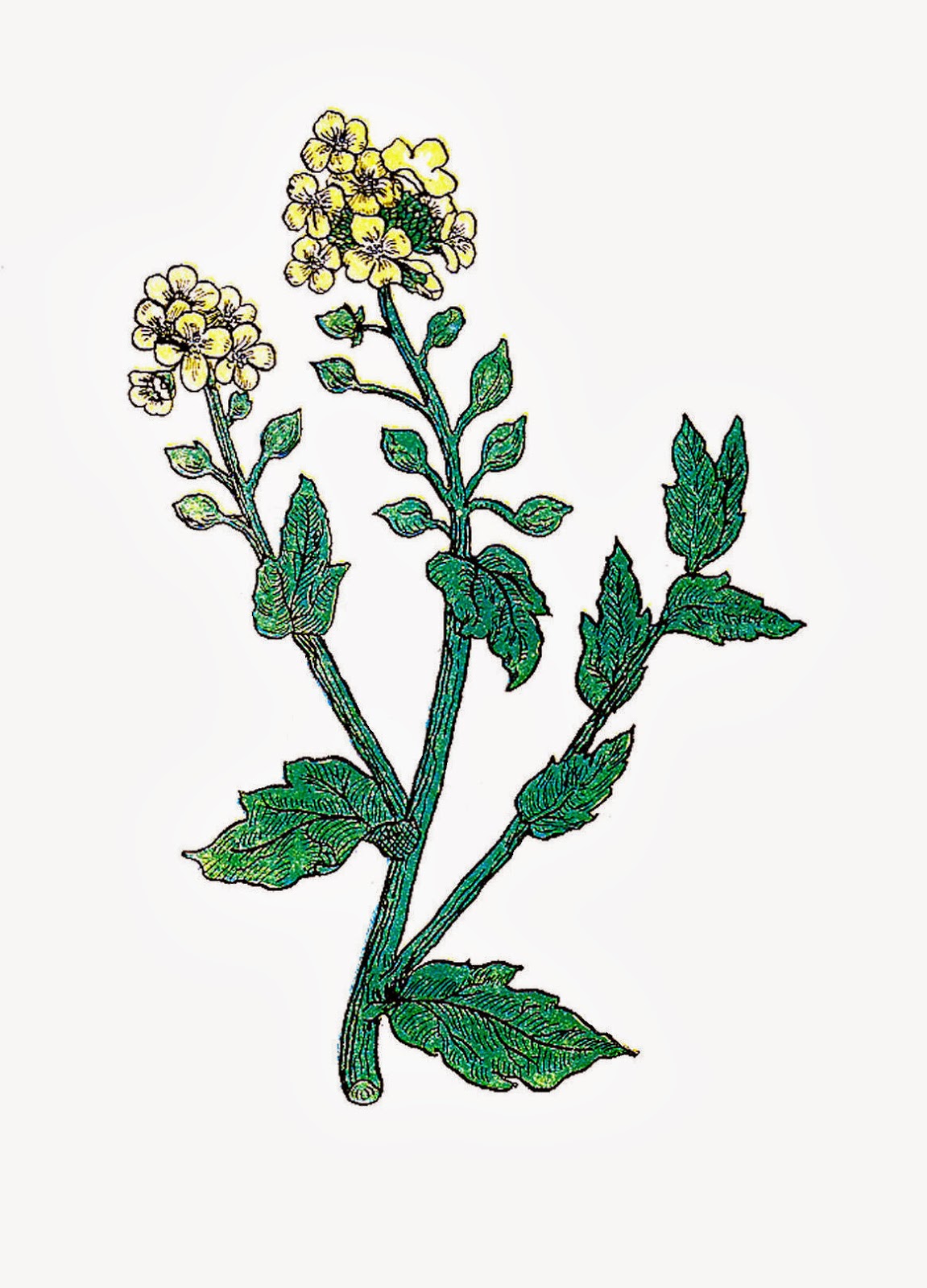 Antique Images: Free Botanical Clip Art: 3 Vintage Herb Graphics of ...