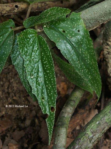 The rainforests of Borneo & Southeast Asia: Begonia geoffrayi from Vietnam