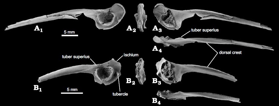 Sciency Thoughts: Frogs and Toads from the Early Eocene of Gujarat ...