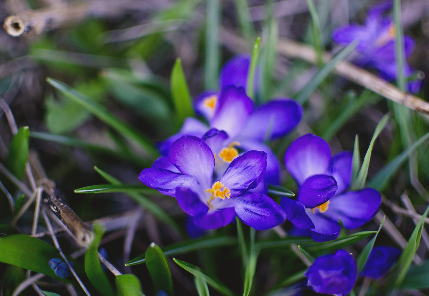 rohelisemrohi: Pildipostitus: kevad maal