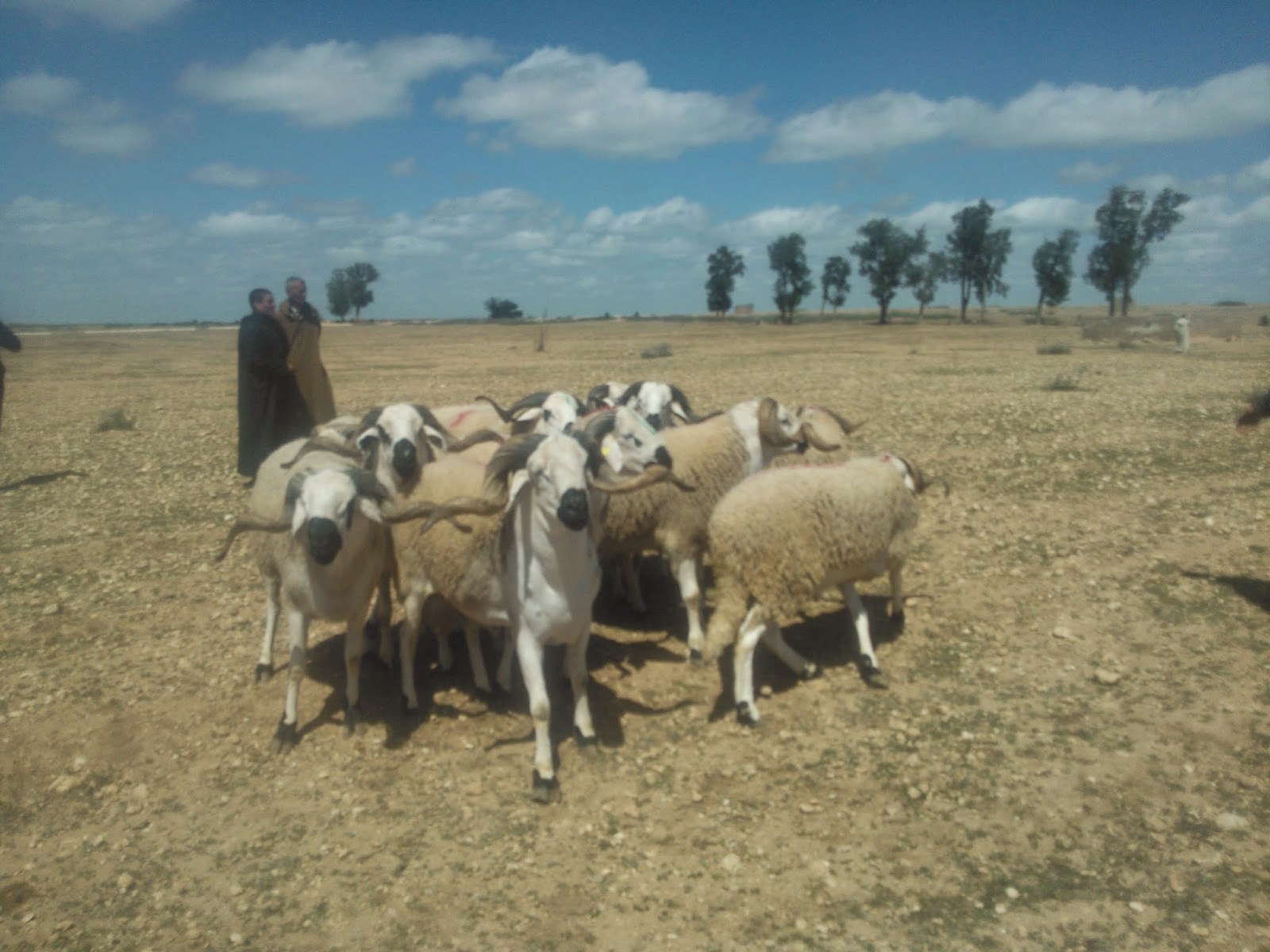 ELBOROUJ Travel: Sheep (SARDI)