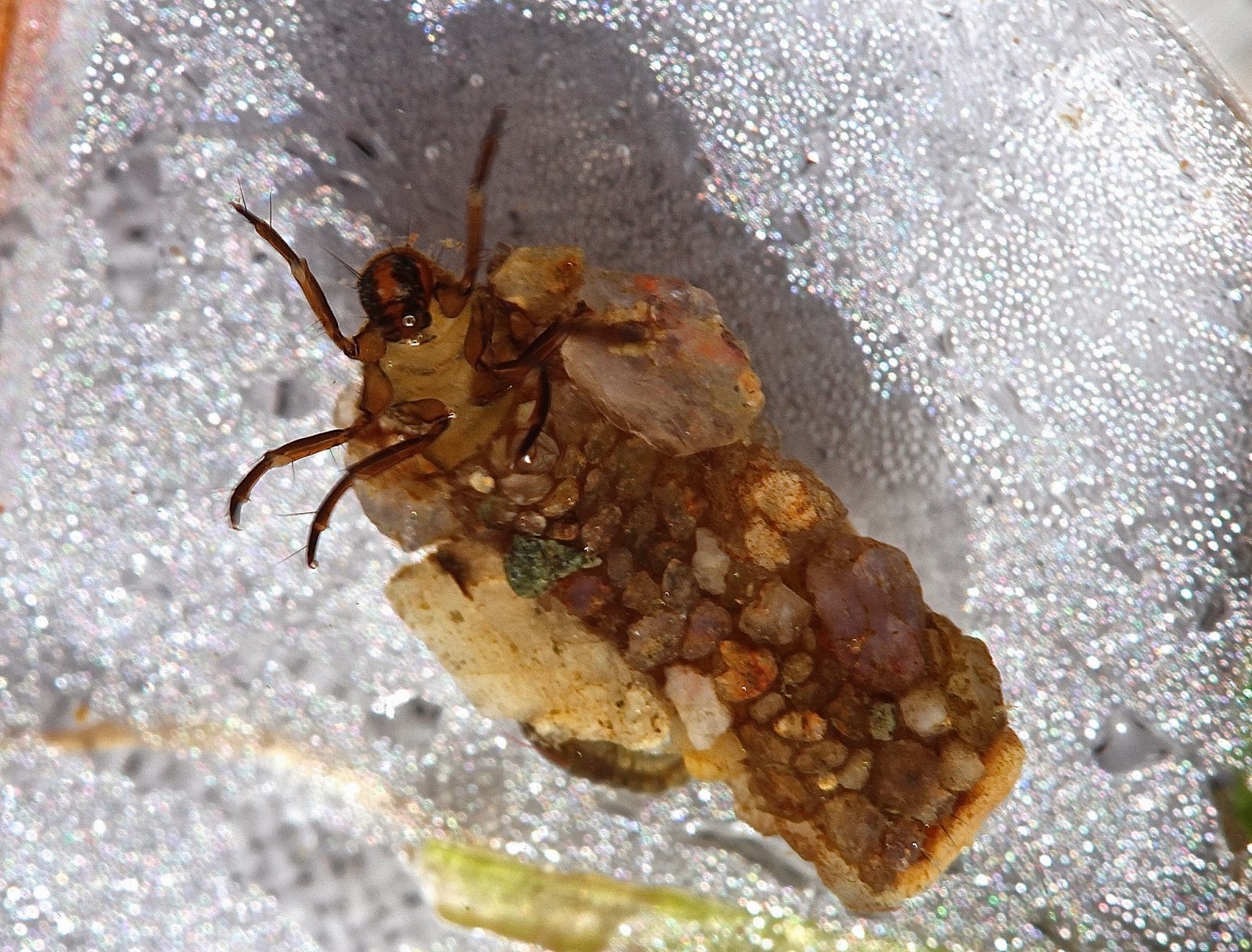 Aquatic Insects of Central Virginia: Winter stoneflies on a cold winter ...