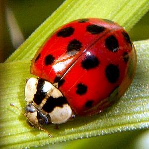 Ladybird Beetle - Insects Morphology