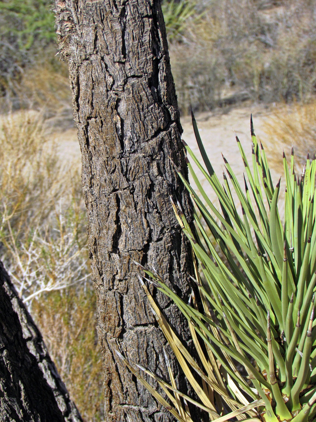 Patchwork Garden: Joshua Tree.....