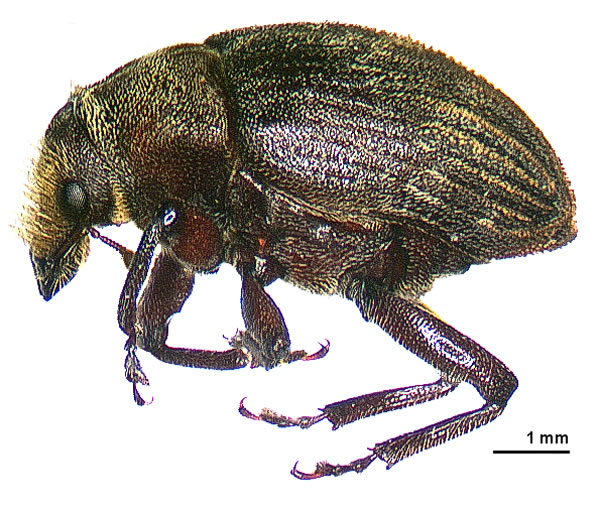 Variety of Life: Cryptorhynchinae