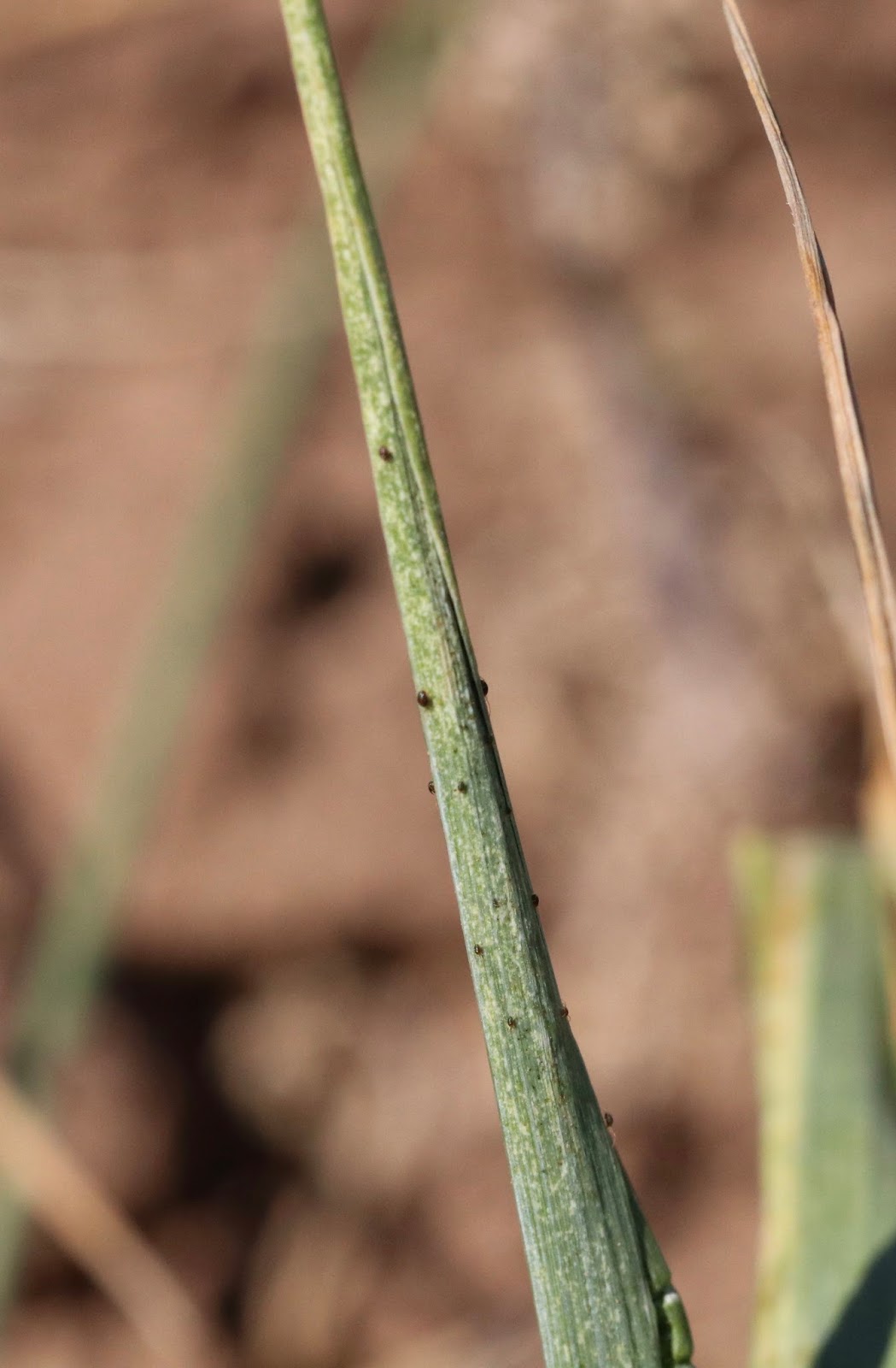 Southern High Plains IPM: Brown wheat mite populations are high