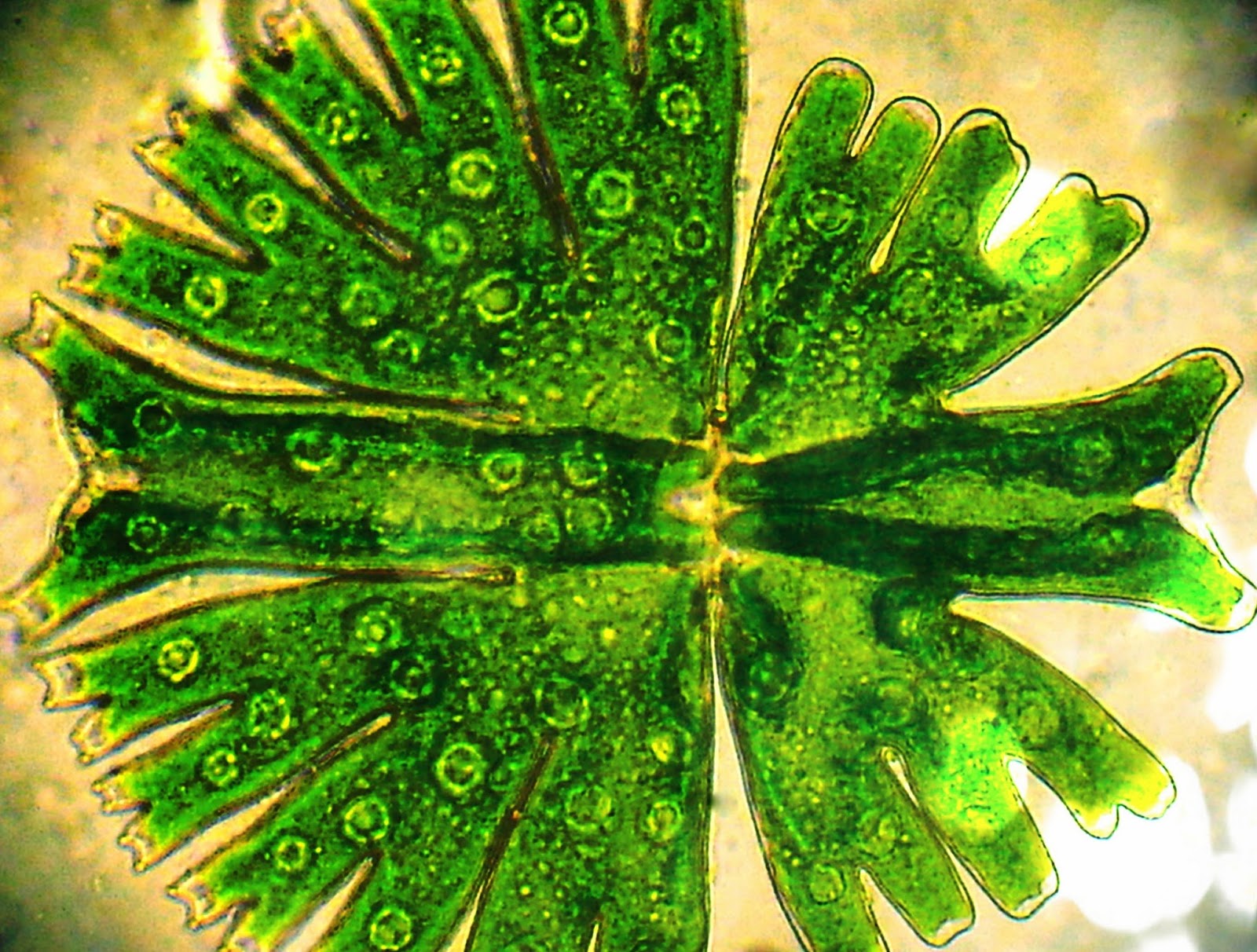 Cultivo de Microalgas em Fotobiorreatores