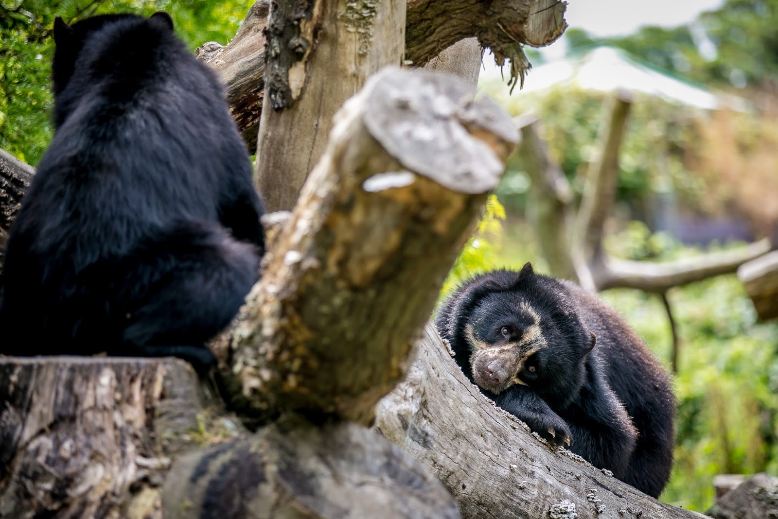 The heritage year: Durrell - Jersey Zoo