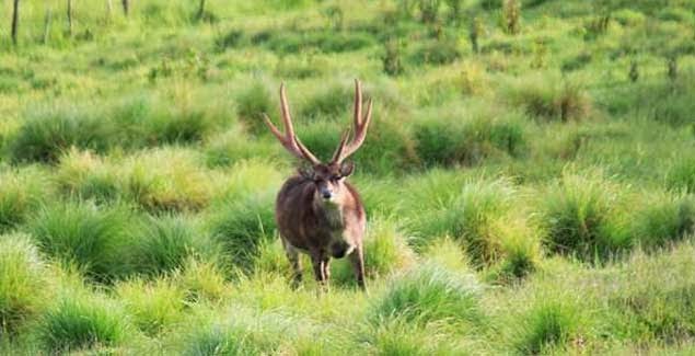 Penangkaran Rusa Ranca Upas Di Ciwidey - Wisata Top Dunia
