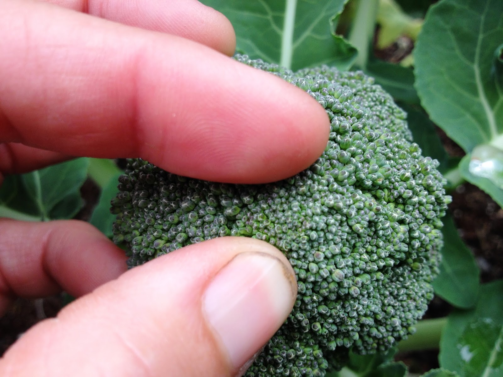 Down To Earth: HOW-TO-PICK Tutorials