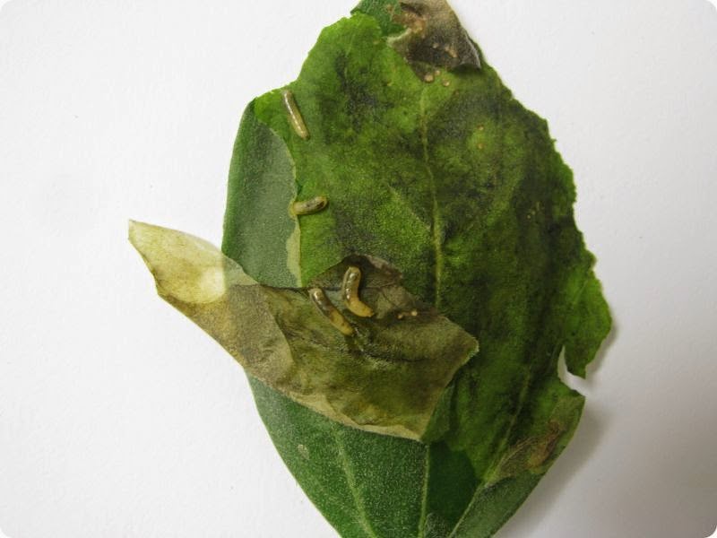 CULTIVODEPLANTASENPERU: MOSCA MINADORA