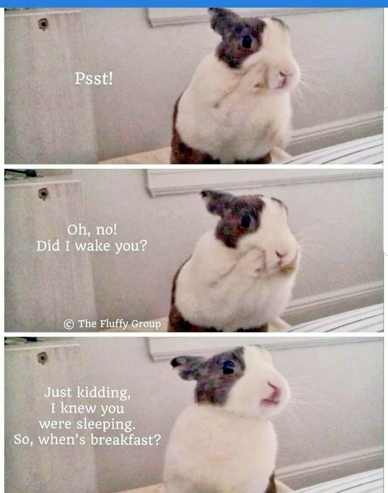 Fluffy Bunny Meme