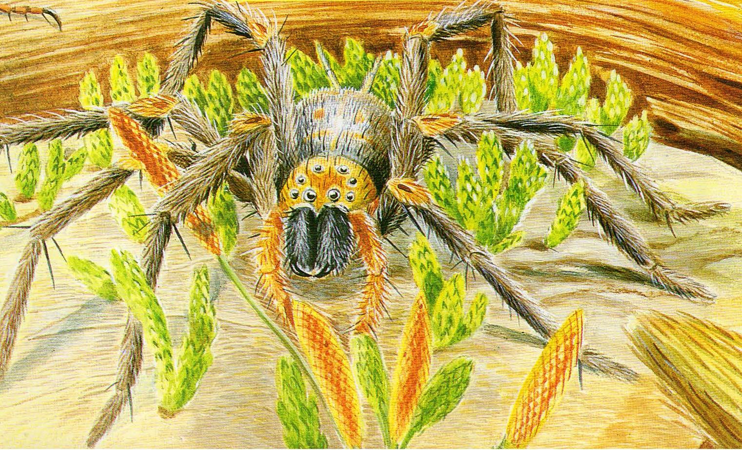 Blog de la Vida Prehistórica: El Tamaño de los insectos del Carbonífero