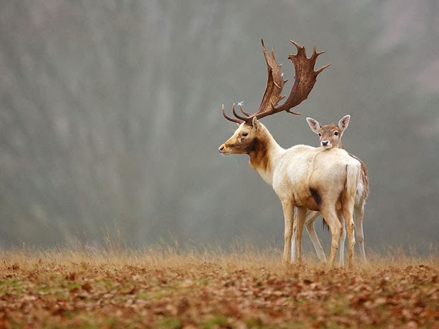 Charisma of Nature; The Most Amazing Animals As You Never See Before ...