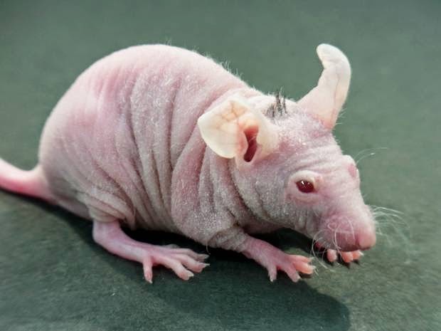 Funny Hairless Bunny | Interesting Facts & Latest Pictures | Funny And ...