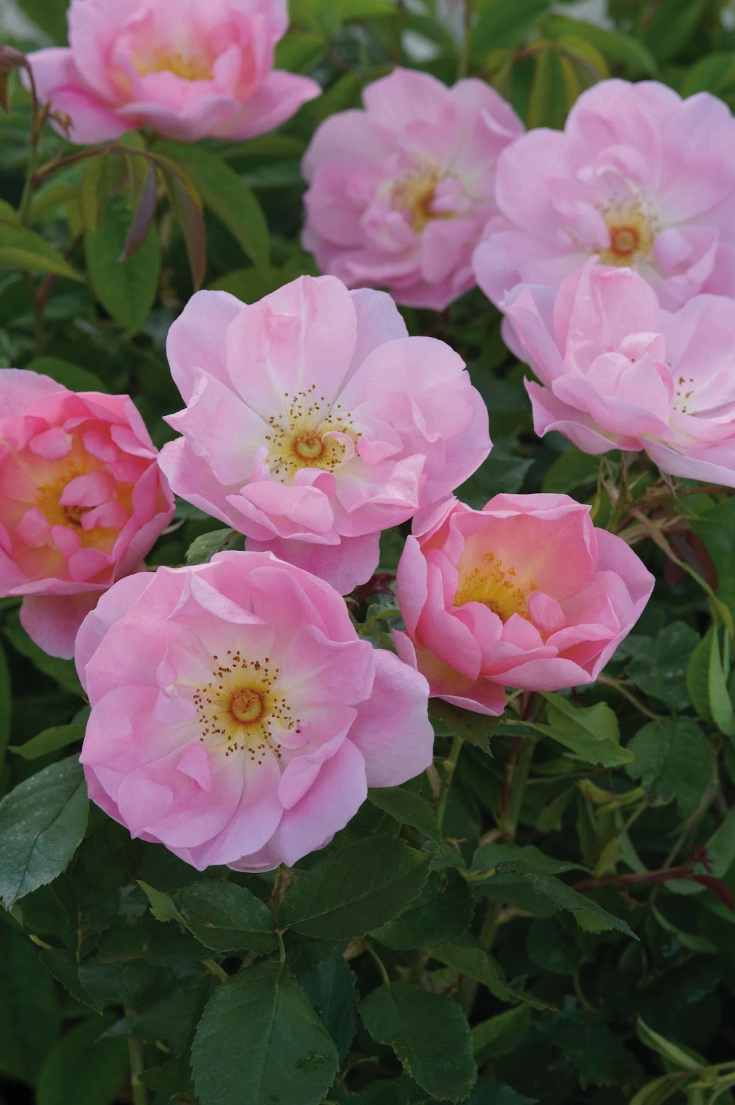 Rose lovers, '13 may be be your lucky number | The Dirt Diaries
