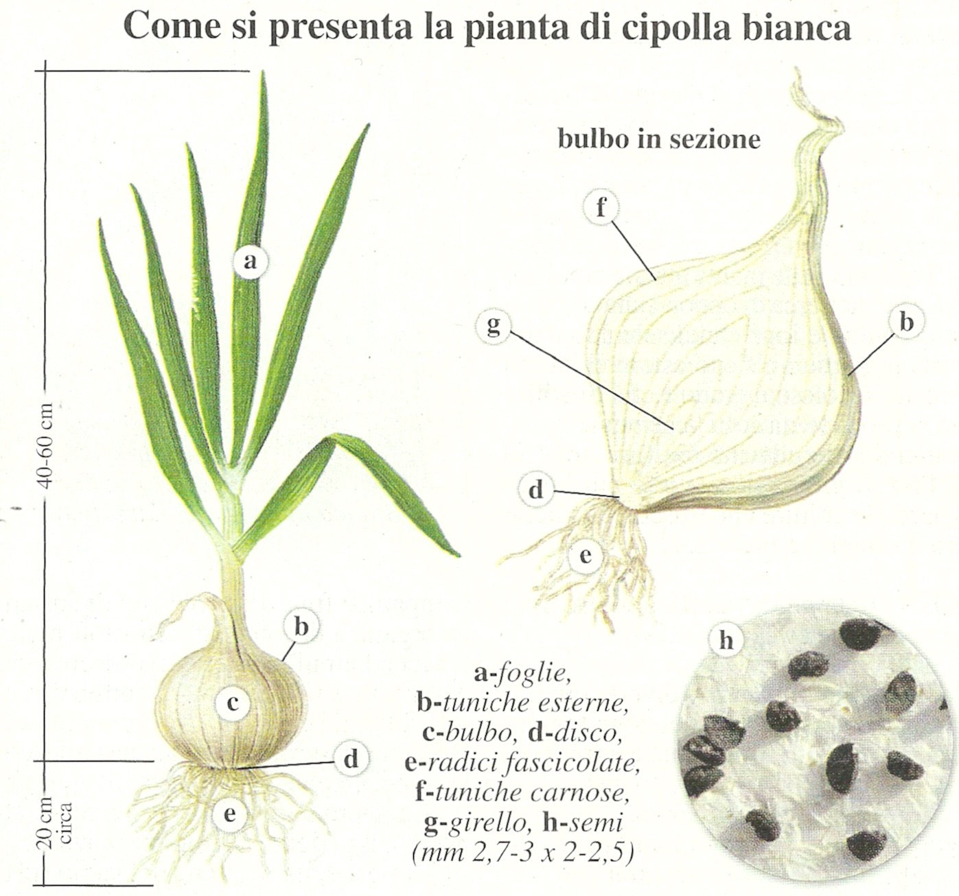 Bushcraft e medicina: La cipolla bianca